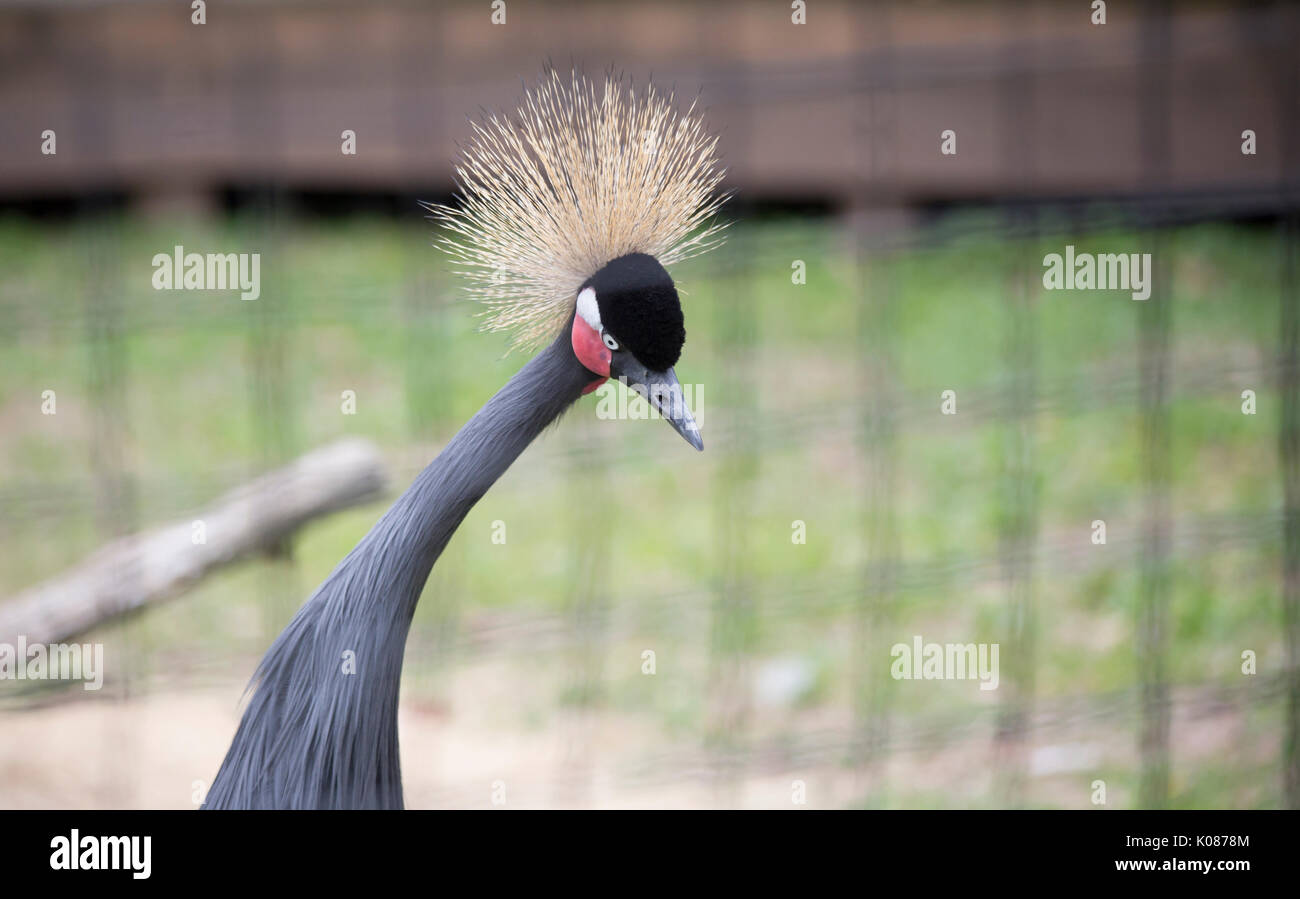 Close up of a black crowned crane's head Stock Photo - Alamy