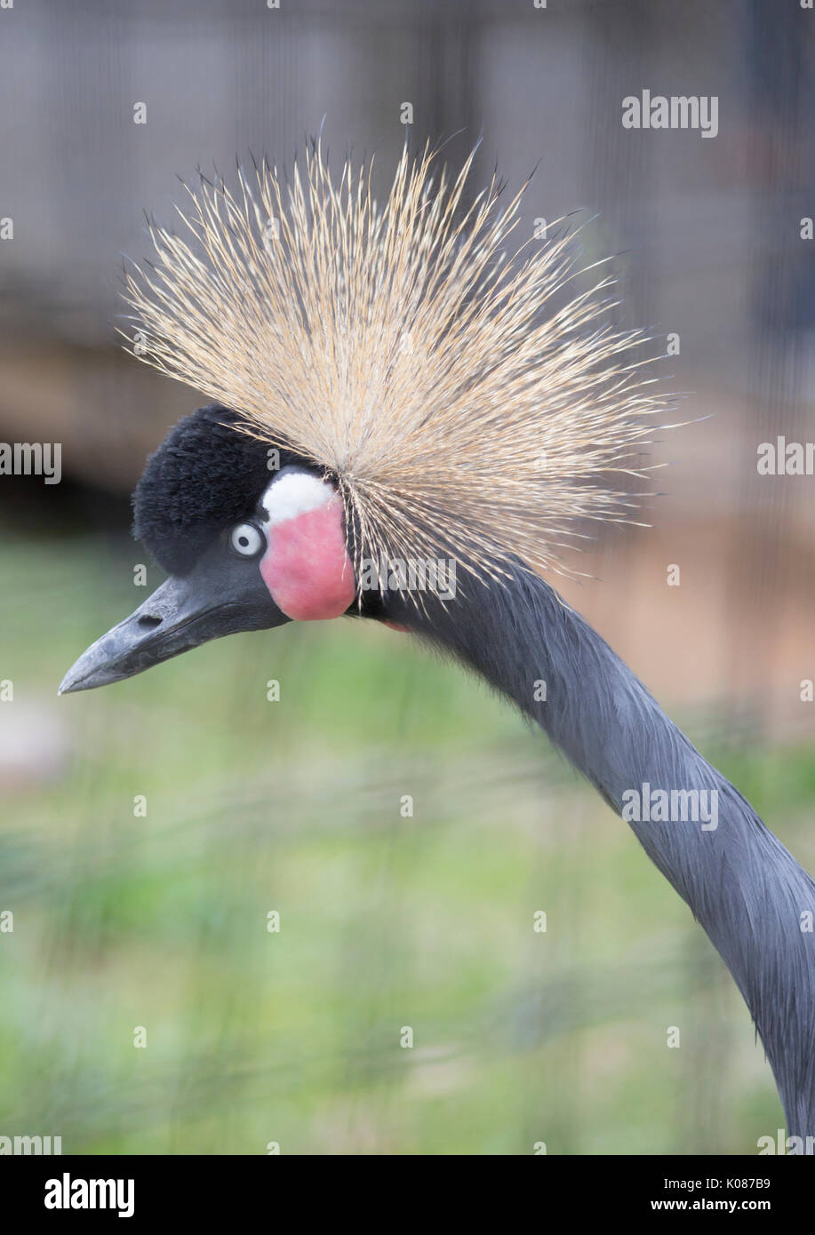 Close up of a black crowned crane's head Stock Photo - Alamy