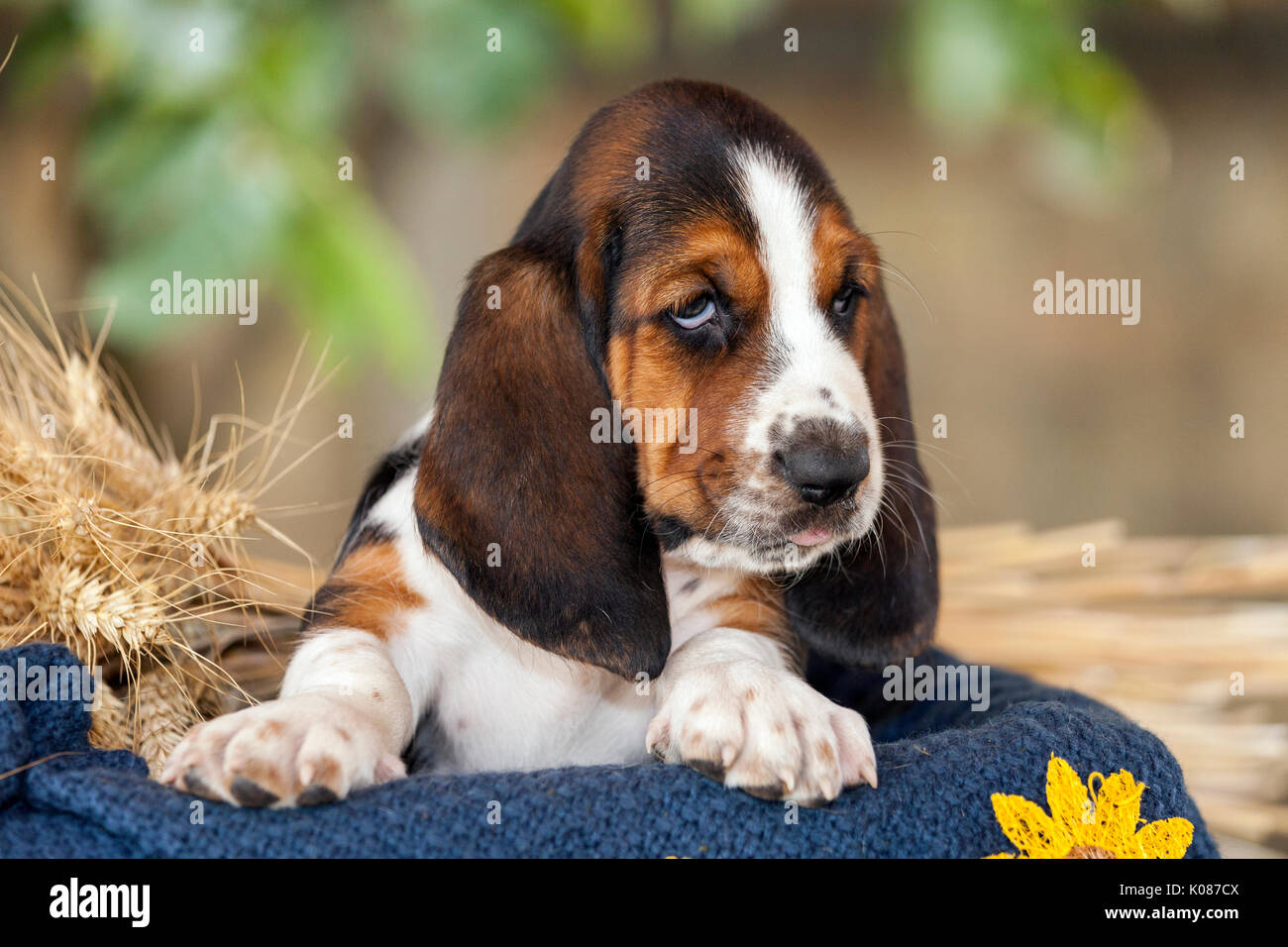 Beautiful and gentle Basset hound puppy with sad eyes sitting in a ...