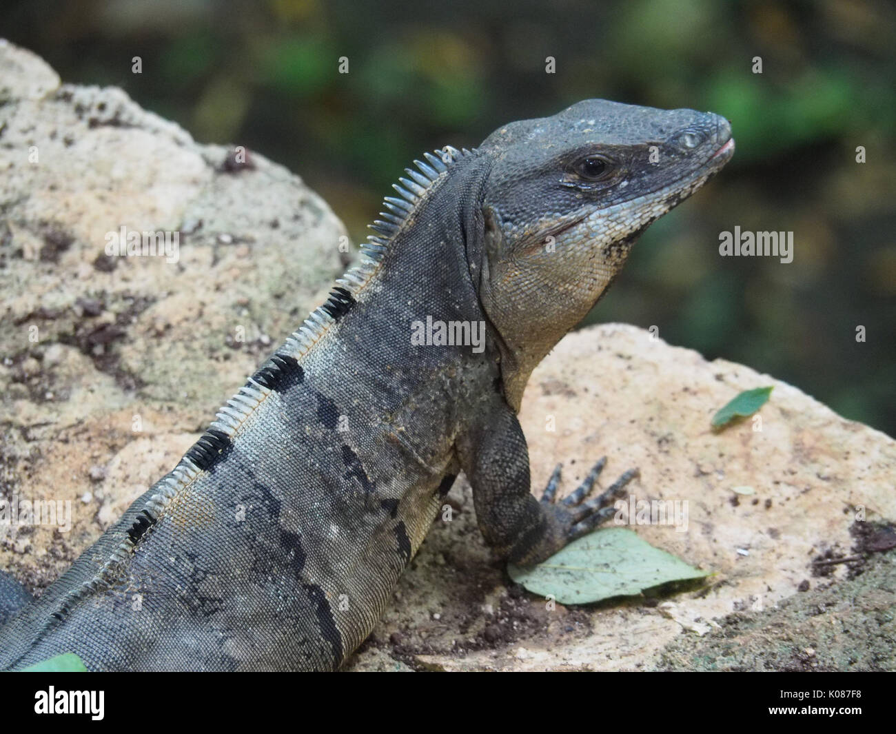 Cayman islands ground iguana hi-res stock photography and images - Alamy