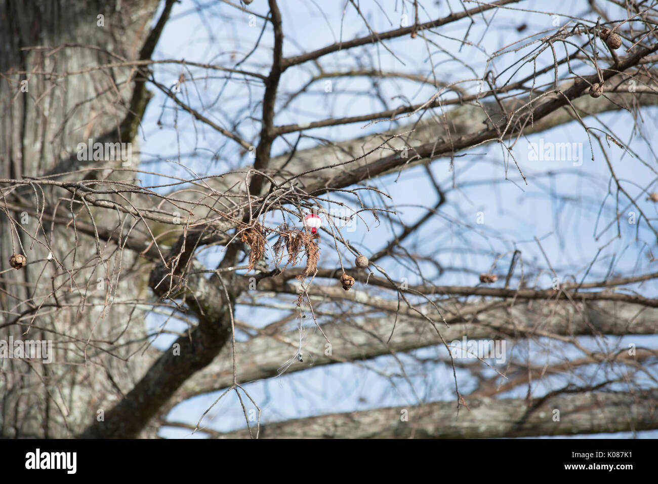 Fishing bobber and line caught in a tree Stock Photo - Alamy