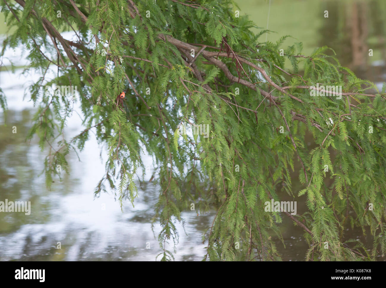 Fishing bobber and line caught in a tree Stock Photo - Alamy