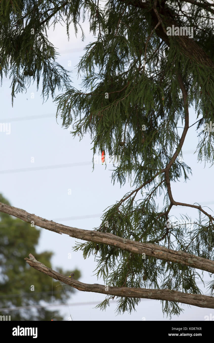Fishing bobber and line caught in a tree Stock Photo - Alamy