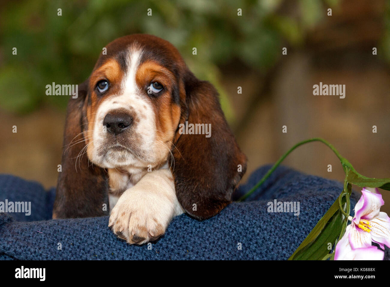 Gently Basset hound puppy with sad eyes sitting on a blanket Stock ...