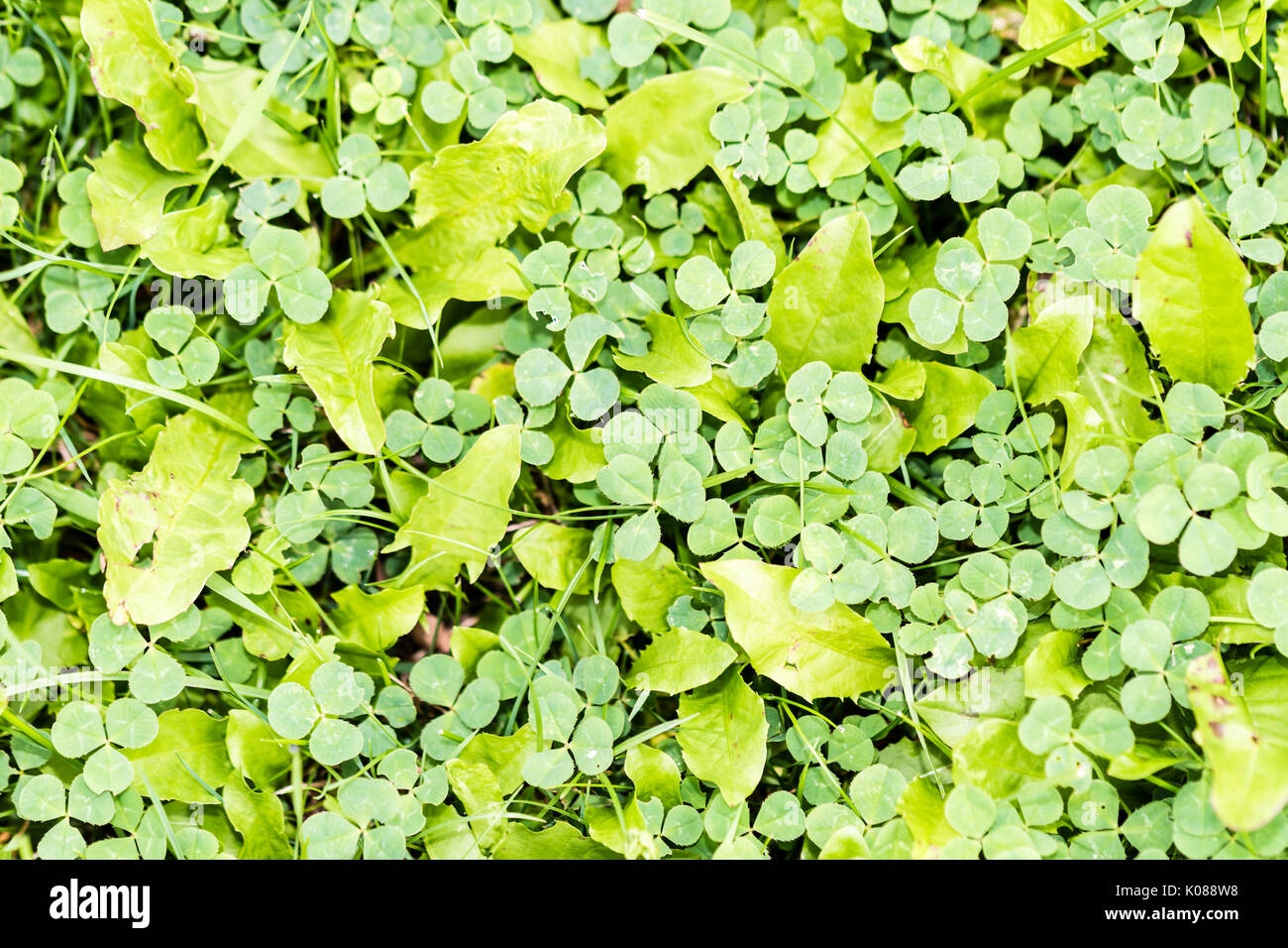 Three leaf clovers hi-res stock photography and images - Alamy
