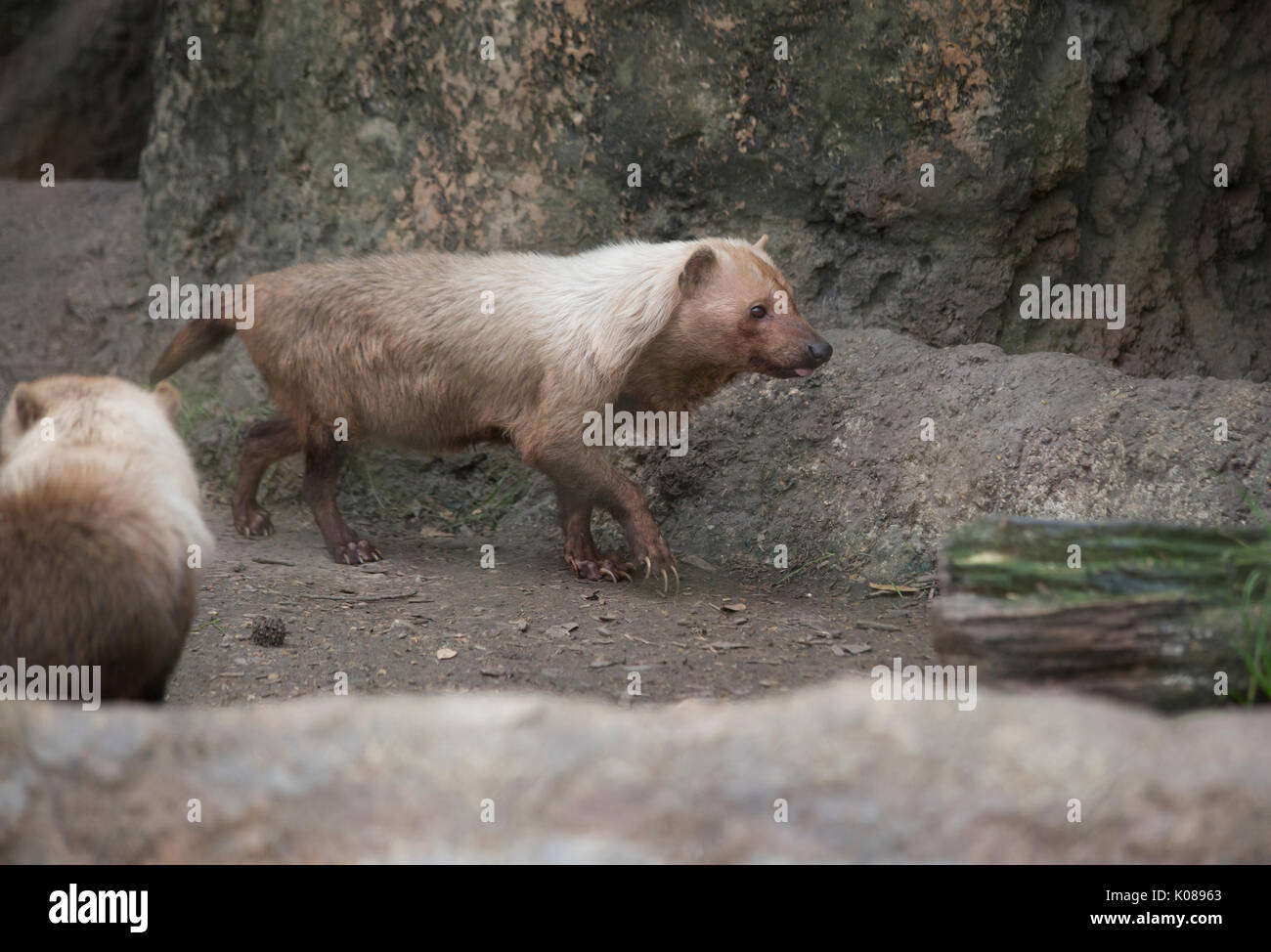 Pair of bush dogs, also known as vinegar dogs (Speothos venaticus Stock ...