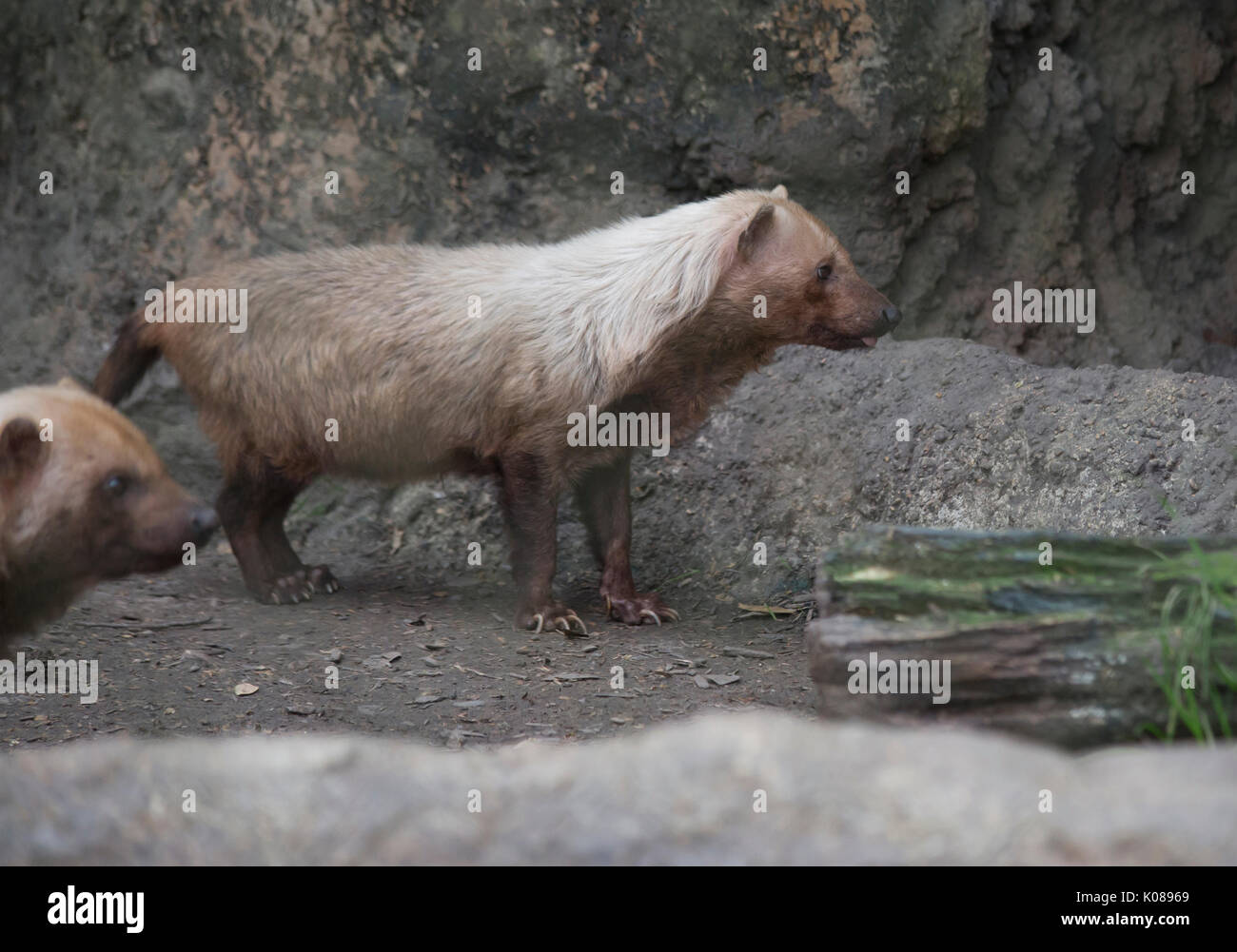Pair of bush dogs, also known as vinegar dogs (Speothos venaticus Stock ...