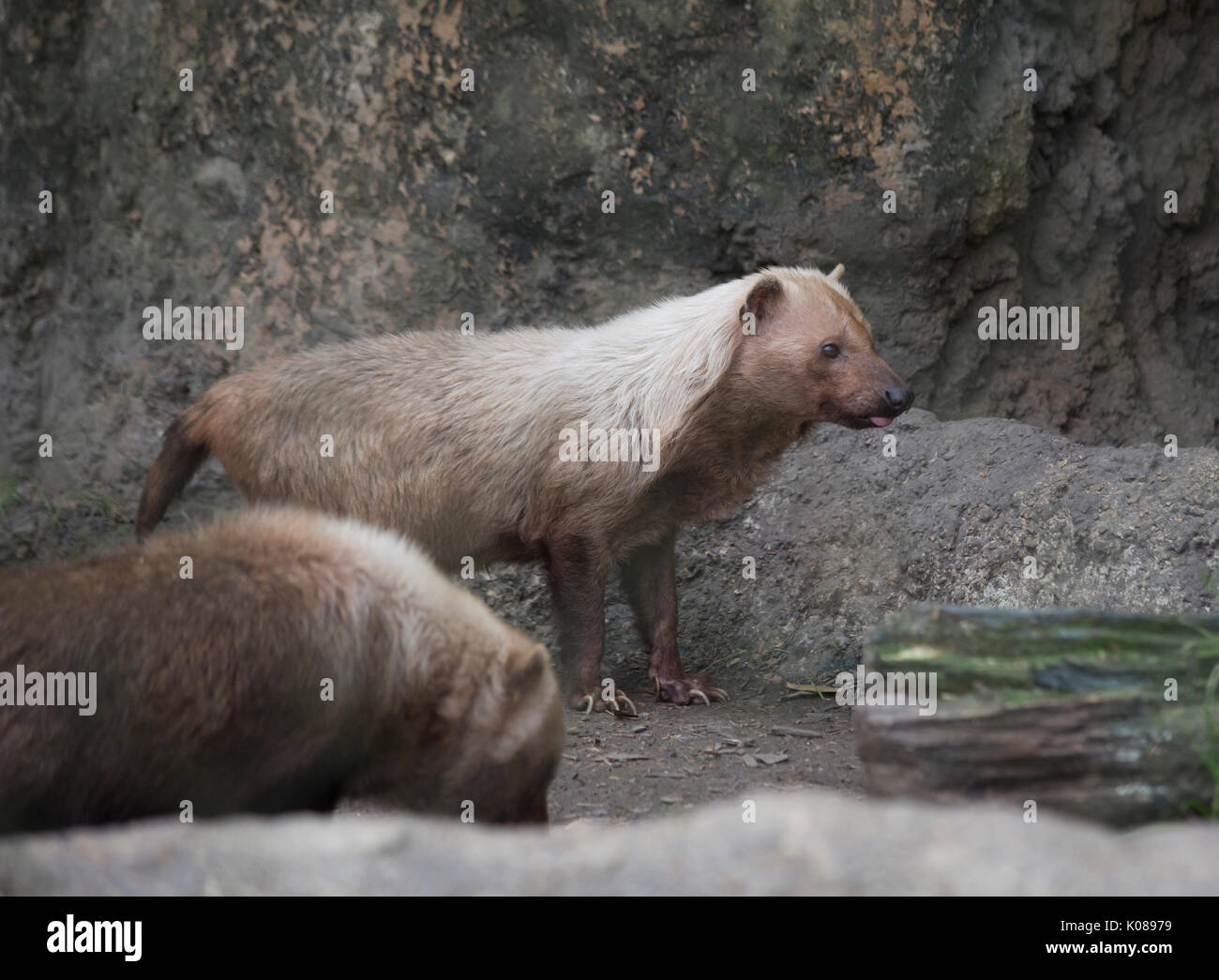 Pair of bush dogs, also known as vinegar dogs (Speothos venaticus Stock ...