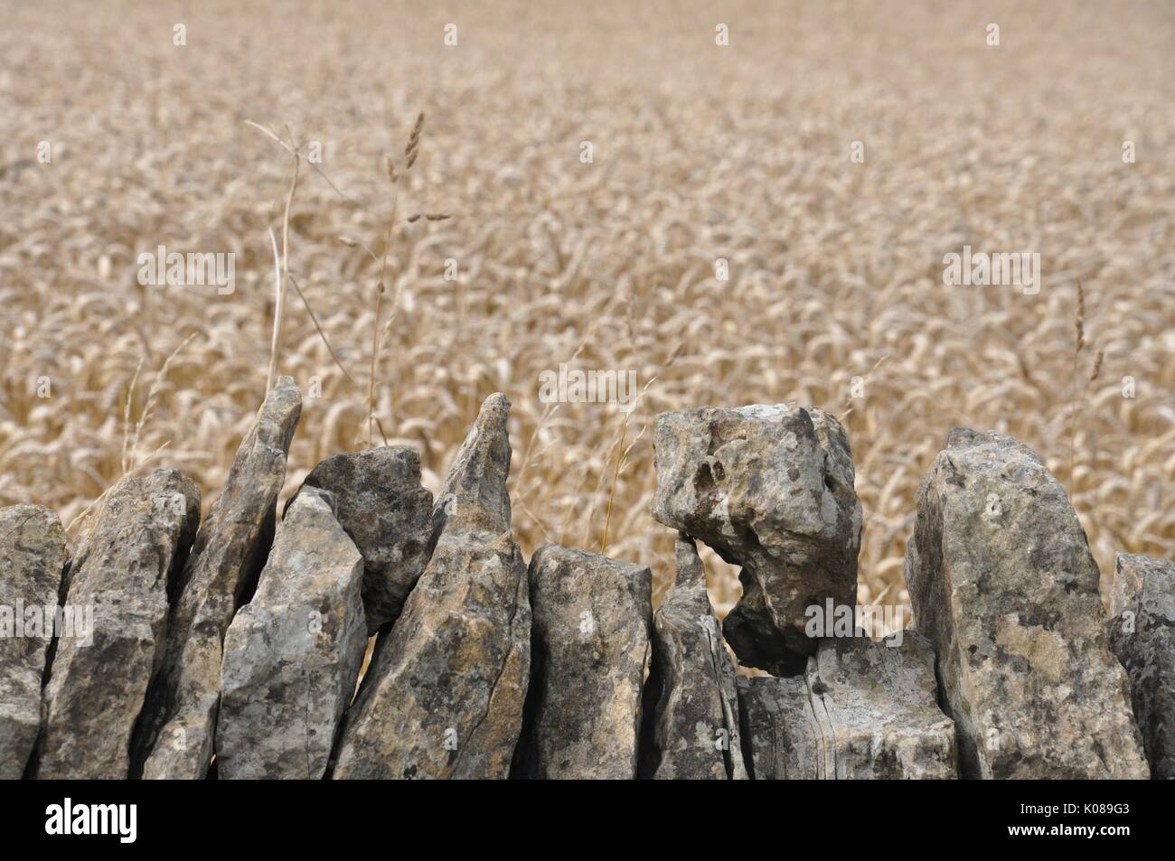 English wheat field Stock Photo - Alamy