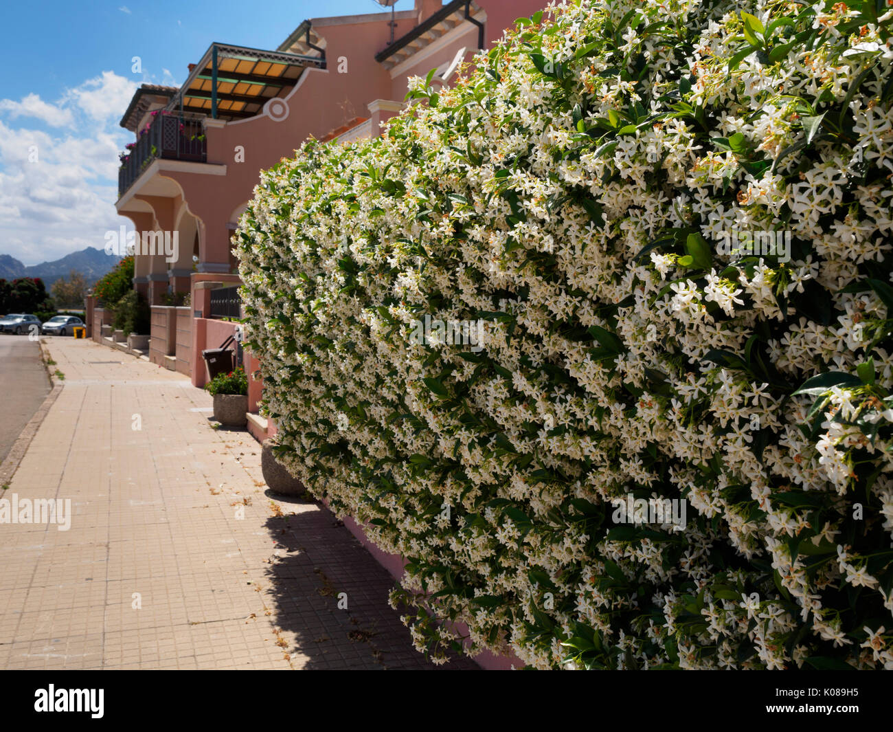 Jasmine hedge hi-res stock photography and images - Alamy