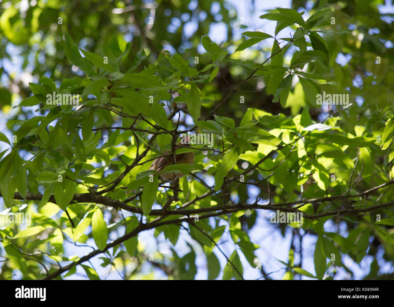 A single female cardinal hiding on a tree limb Stock Photo - Alamy
