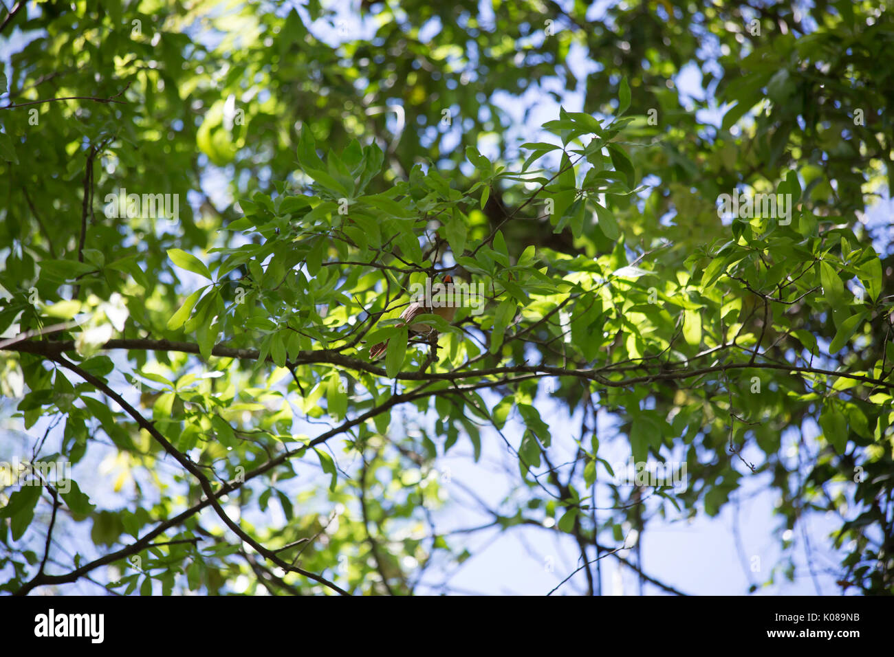 A single female cardinal hiding on a tree limb Stock Photo - Alamy