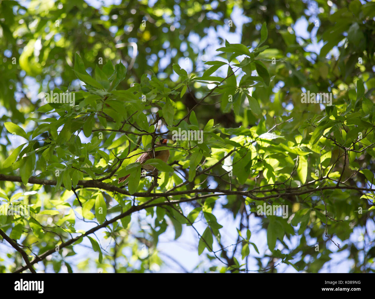 A single female cardinal hiding on a tree limb Stock Photo - Alamy