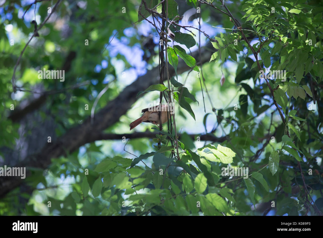 A single female cardinal hiding on a tree limb Stock Photo - Alamy