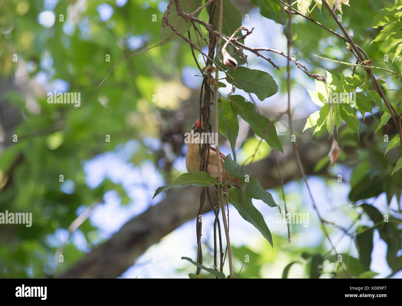 A single female cardinal hiding on a tree limb Stock Photo - Alamy