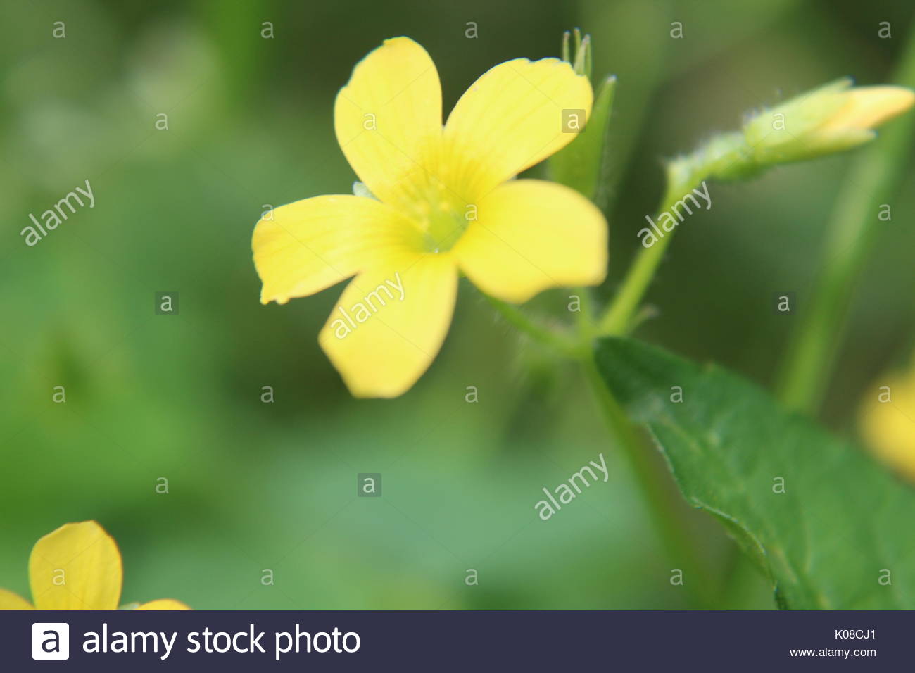Oxalis Stricta High Resolution Stock Photography and Images - Alamy