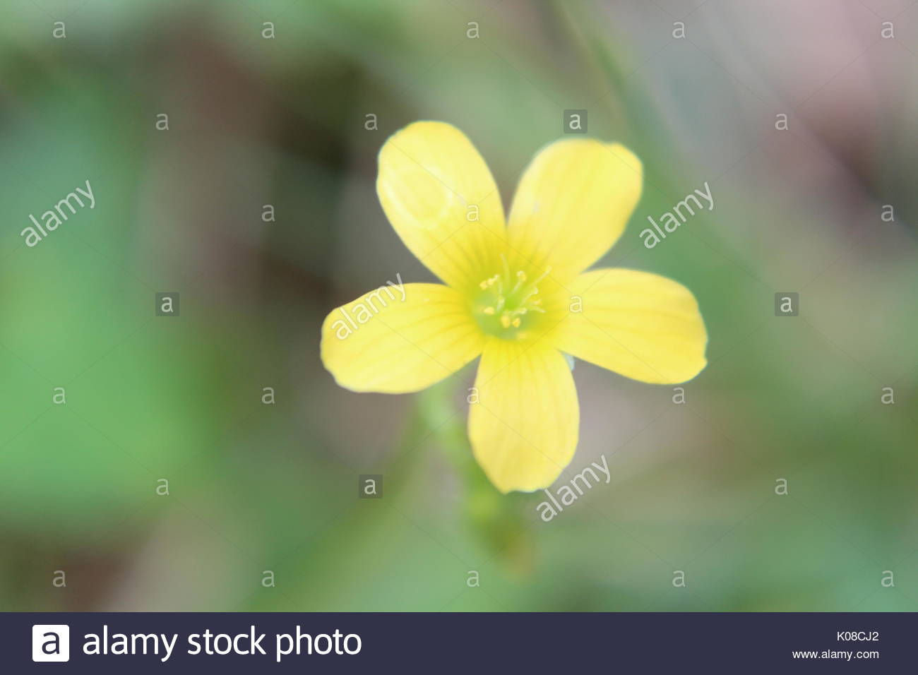 Oxalis Stricta High Resolution Stock Photography and Images - Alamy
