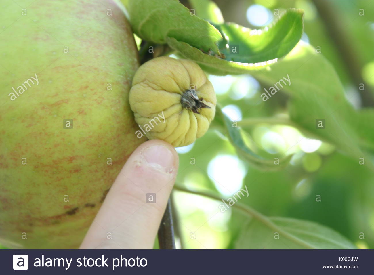 Baby Apple Tree High Resolution Stock Photography and Images - Alamy