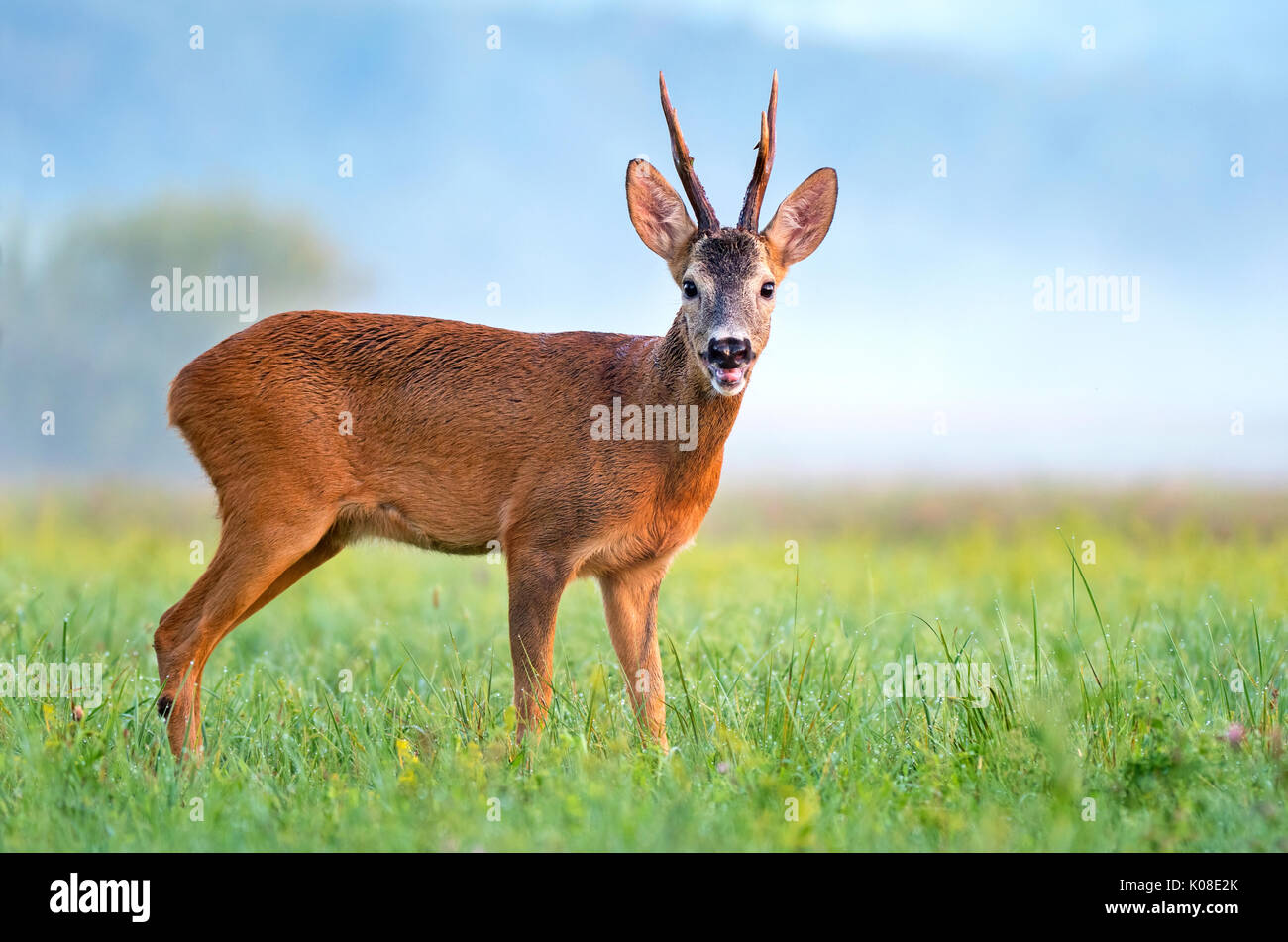 Buck roe deer with antlers hi-res stock photography and images - Alamy