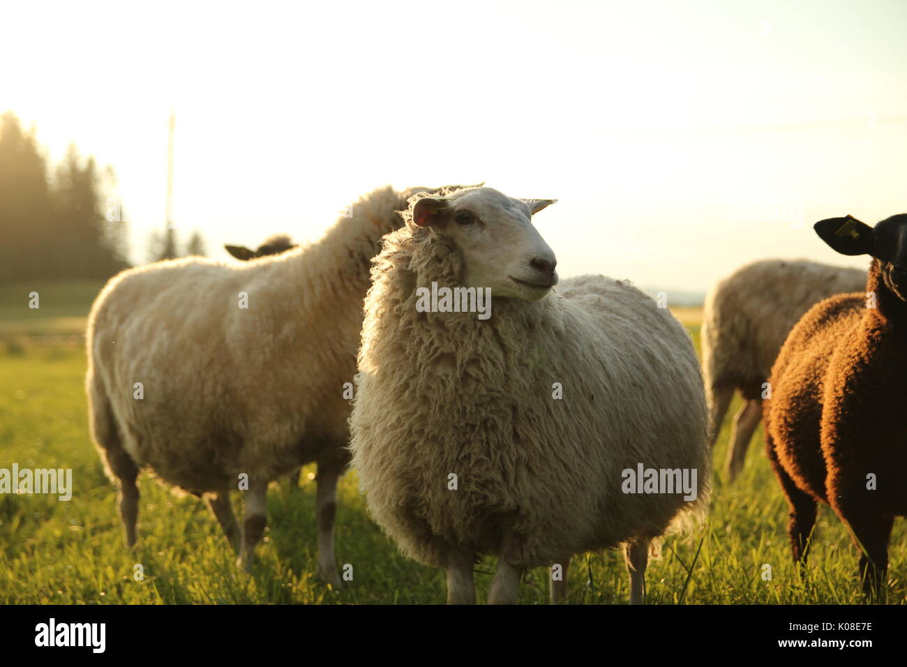 Norwegian white sheep hi-res stock photography and images - Alamy