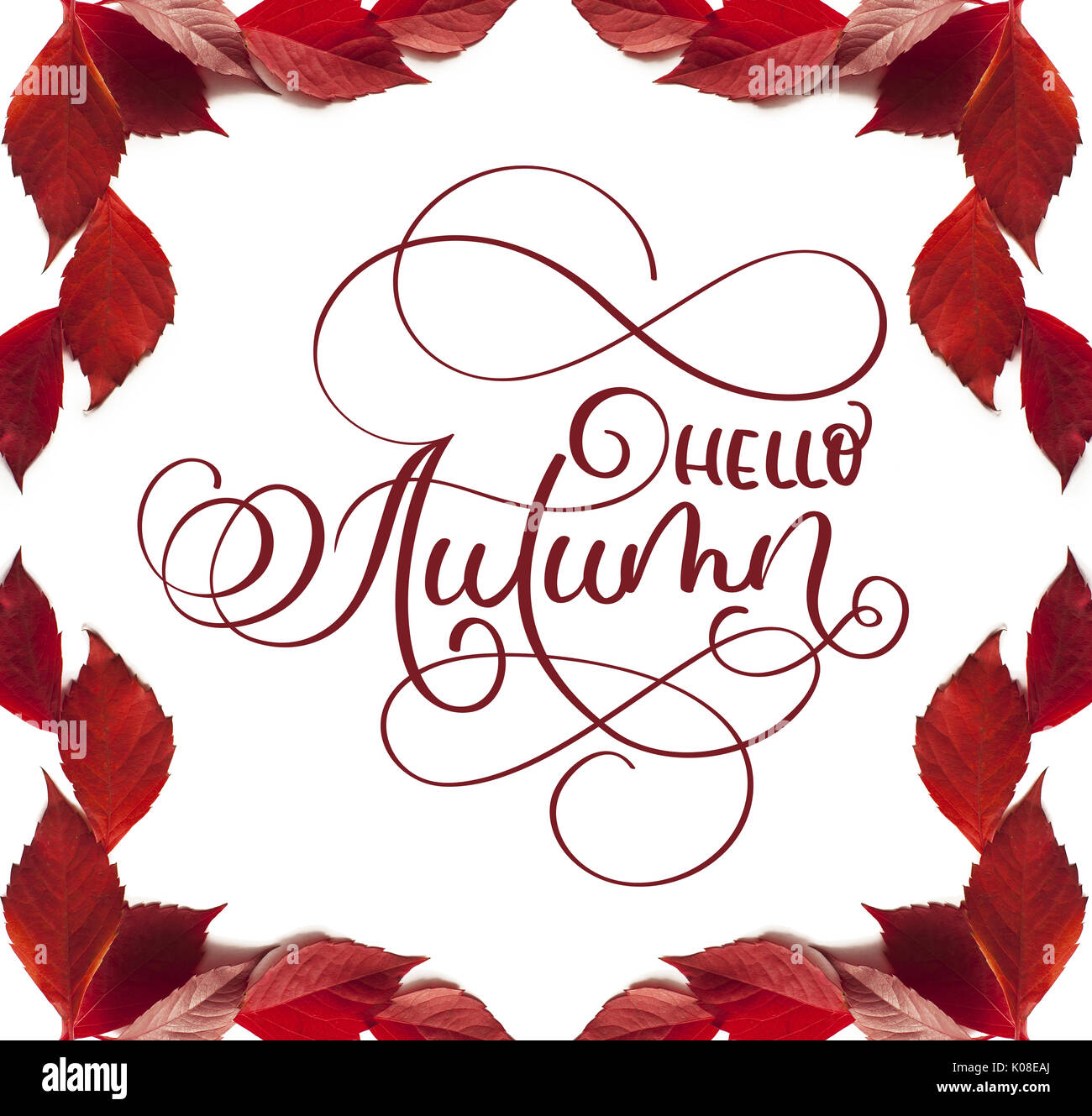 calligraphy lettering text hello Autumn. frame with red leaves on a ...