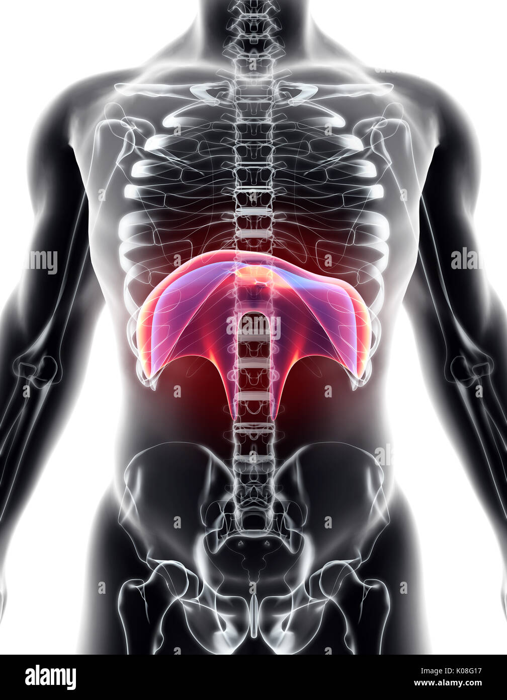 Diaphragm body part hi-res stock photography and images - Alamy