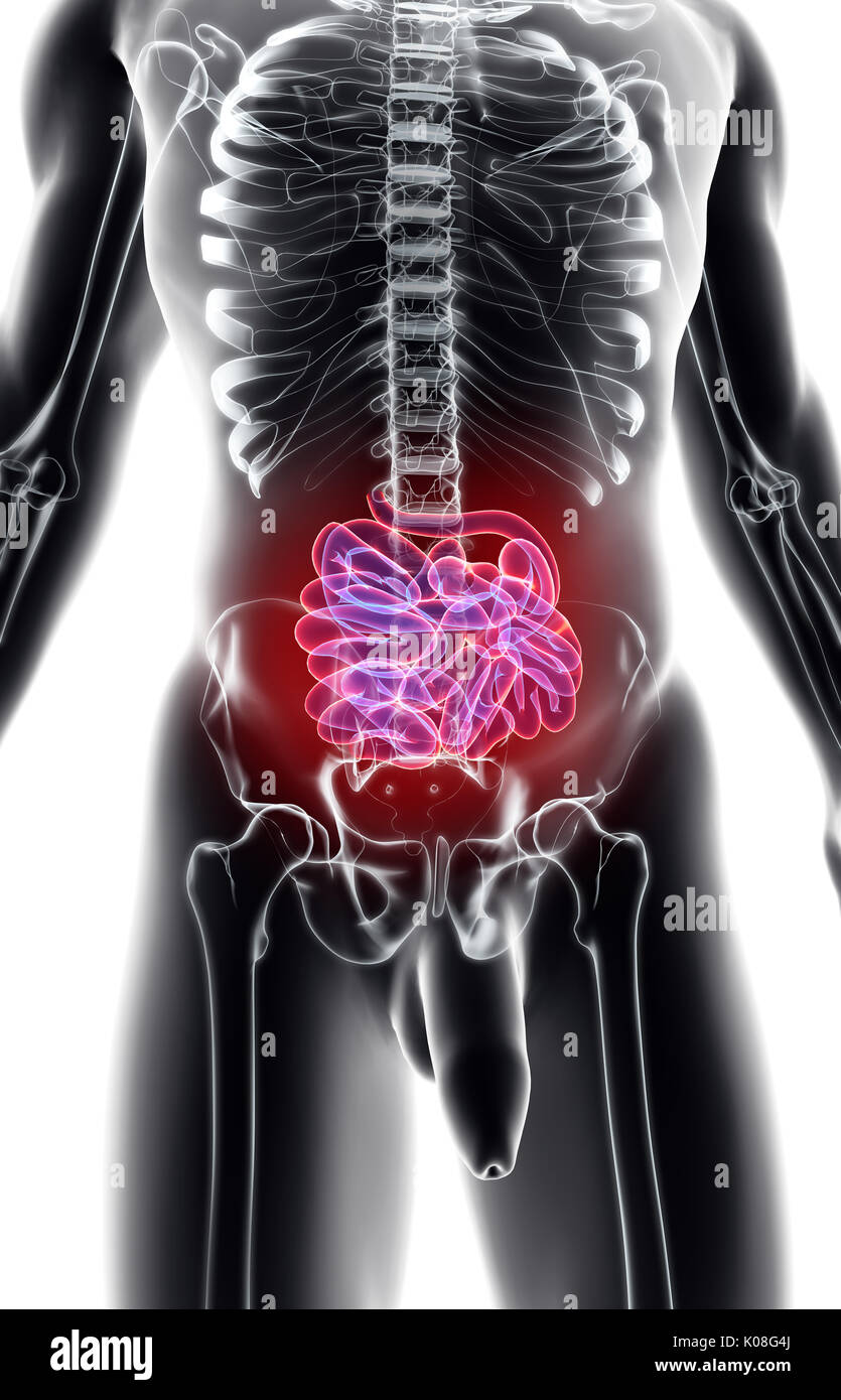 3D illustration of Small Intestine, Part of Digestive System Stock ...