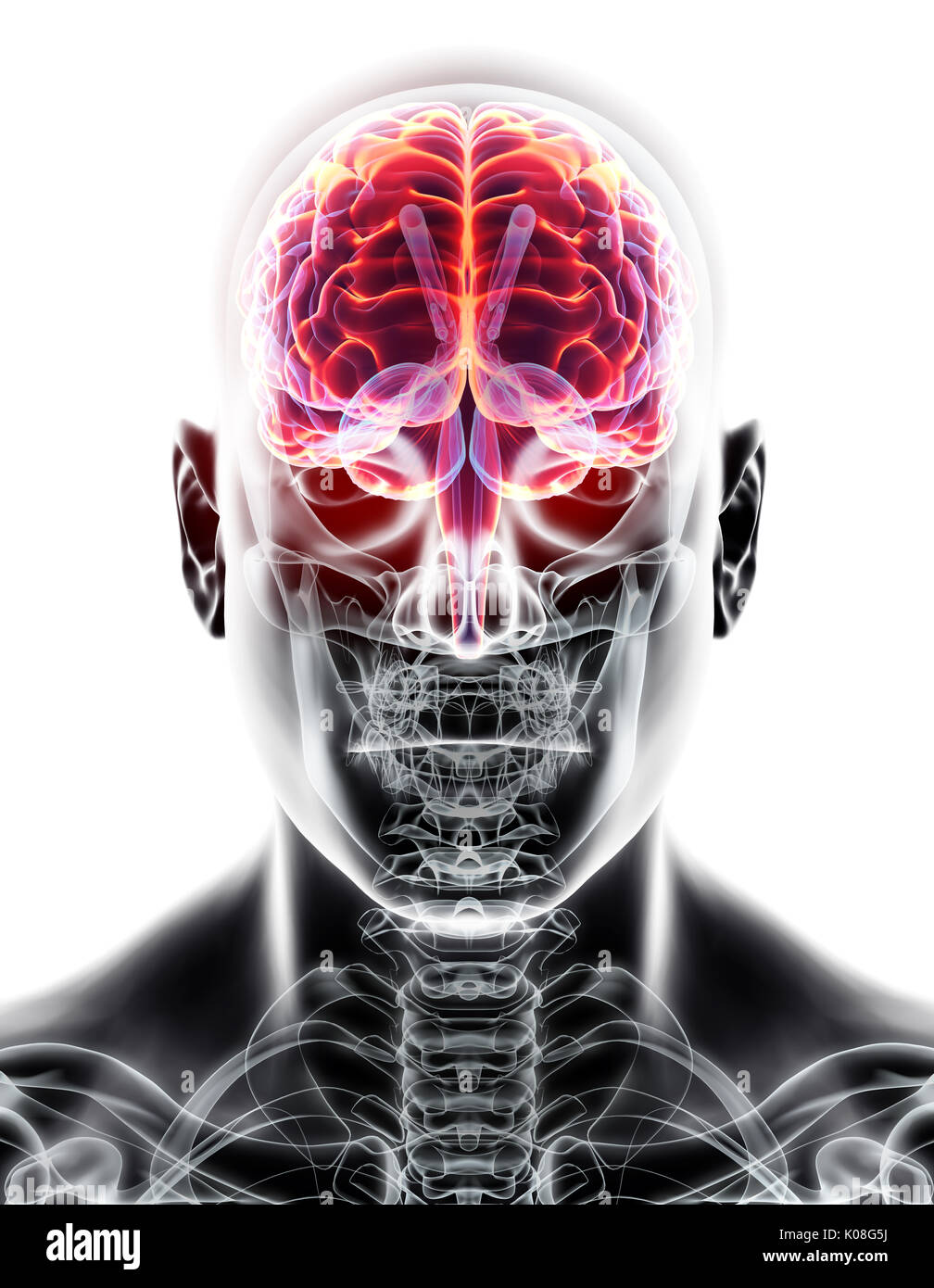 Human Internal Organic - Human Brain, 3D illustration medical concept ...