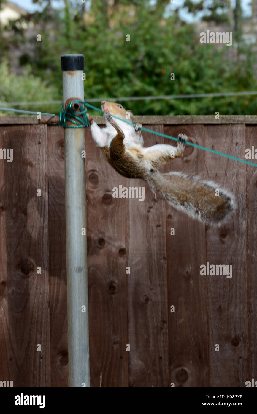 Squirrel set 3 Stock Photo - Alamy