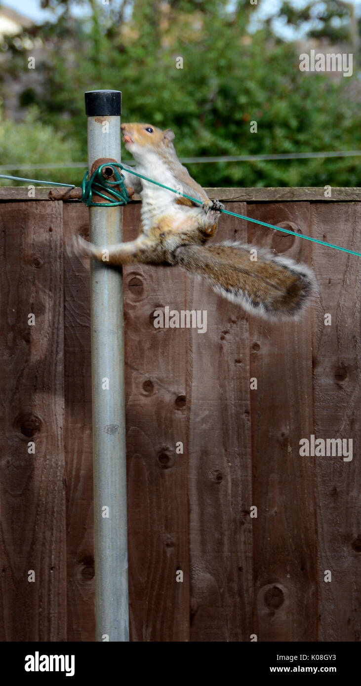 Squirrel set 3 Stock Photo - Alamy