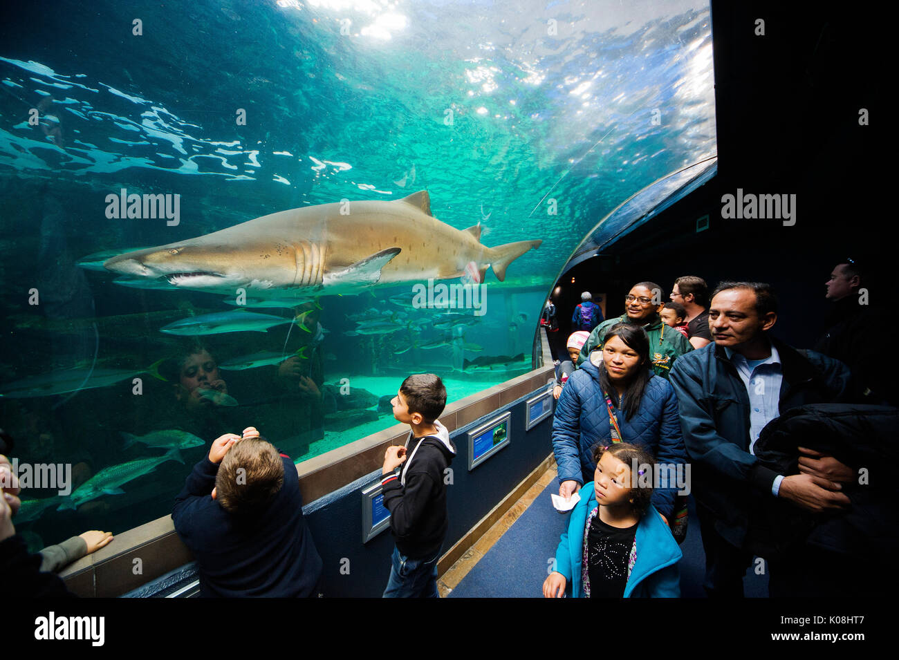 Marine life exhibit hi-res stock photography and images - Alamy