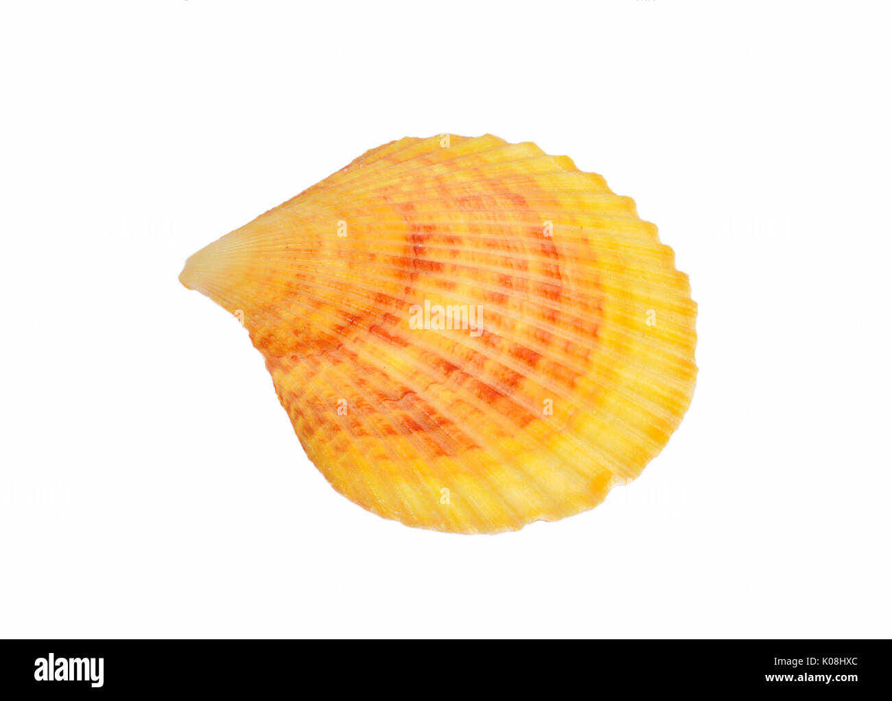 One shell isolated on white background Stock Photo - Alamy