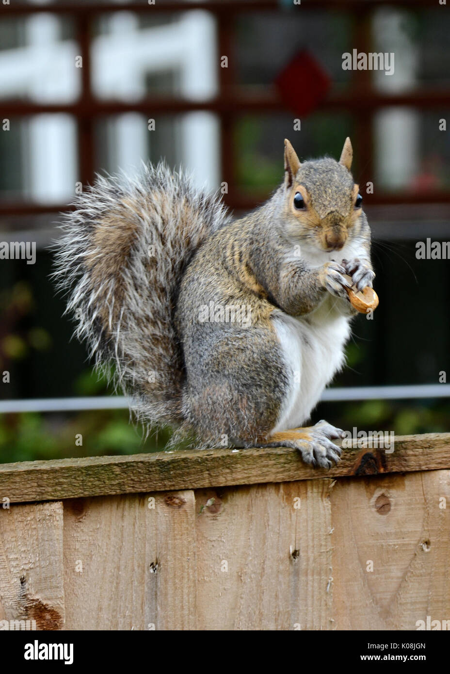 Squirrel with nut Stock Photo - Alamy