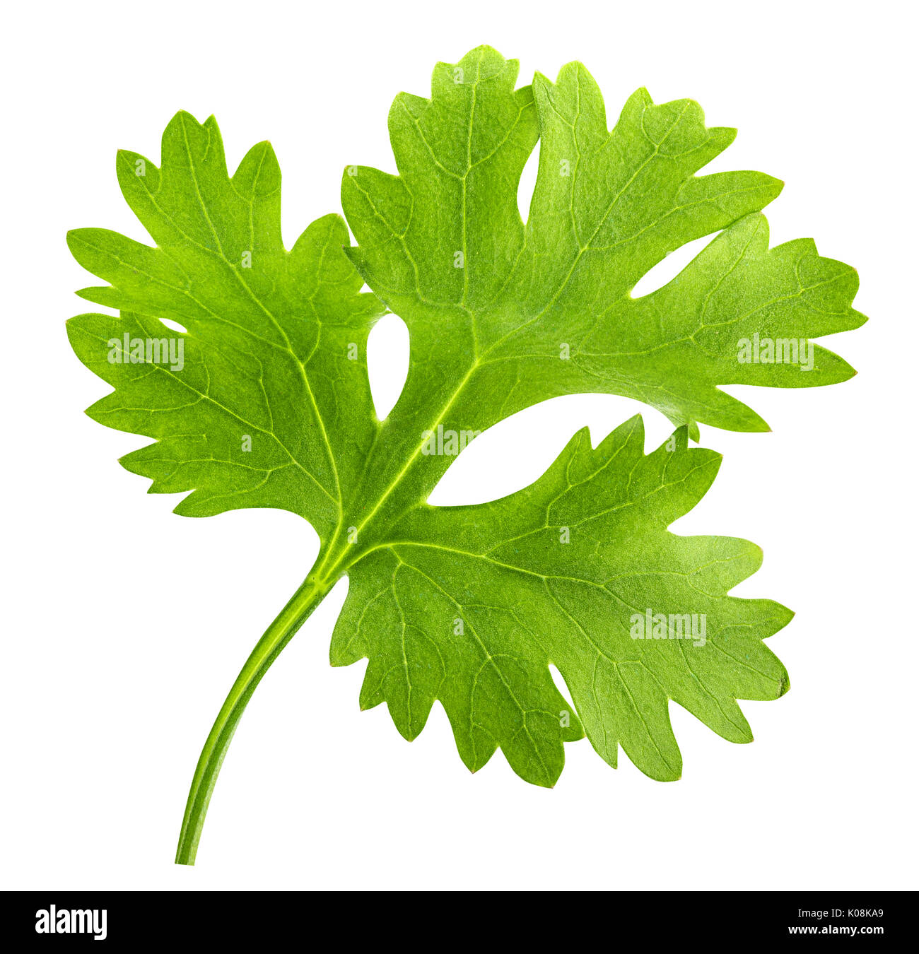 Green cilantro, parsley isolated on white background with clipping path ...
