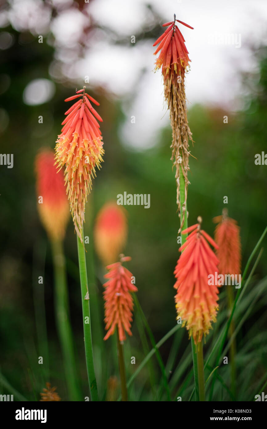 Kniphofia tritoma hi-res stock photography and images - Alamy