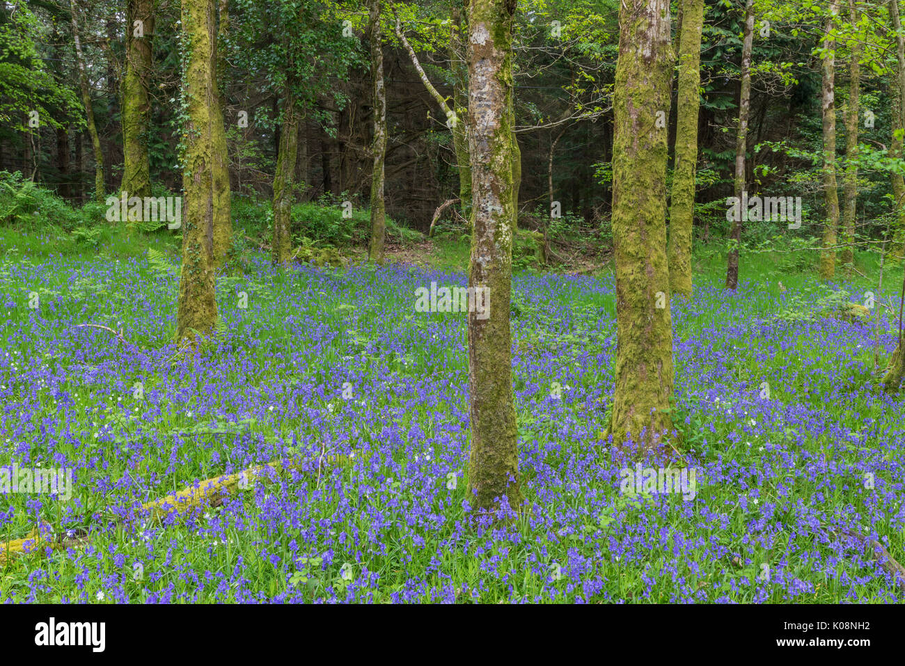 Bluebells flowers in the woods. Ireland, Europe Stock Photo - Alamy