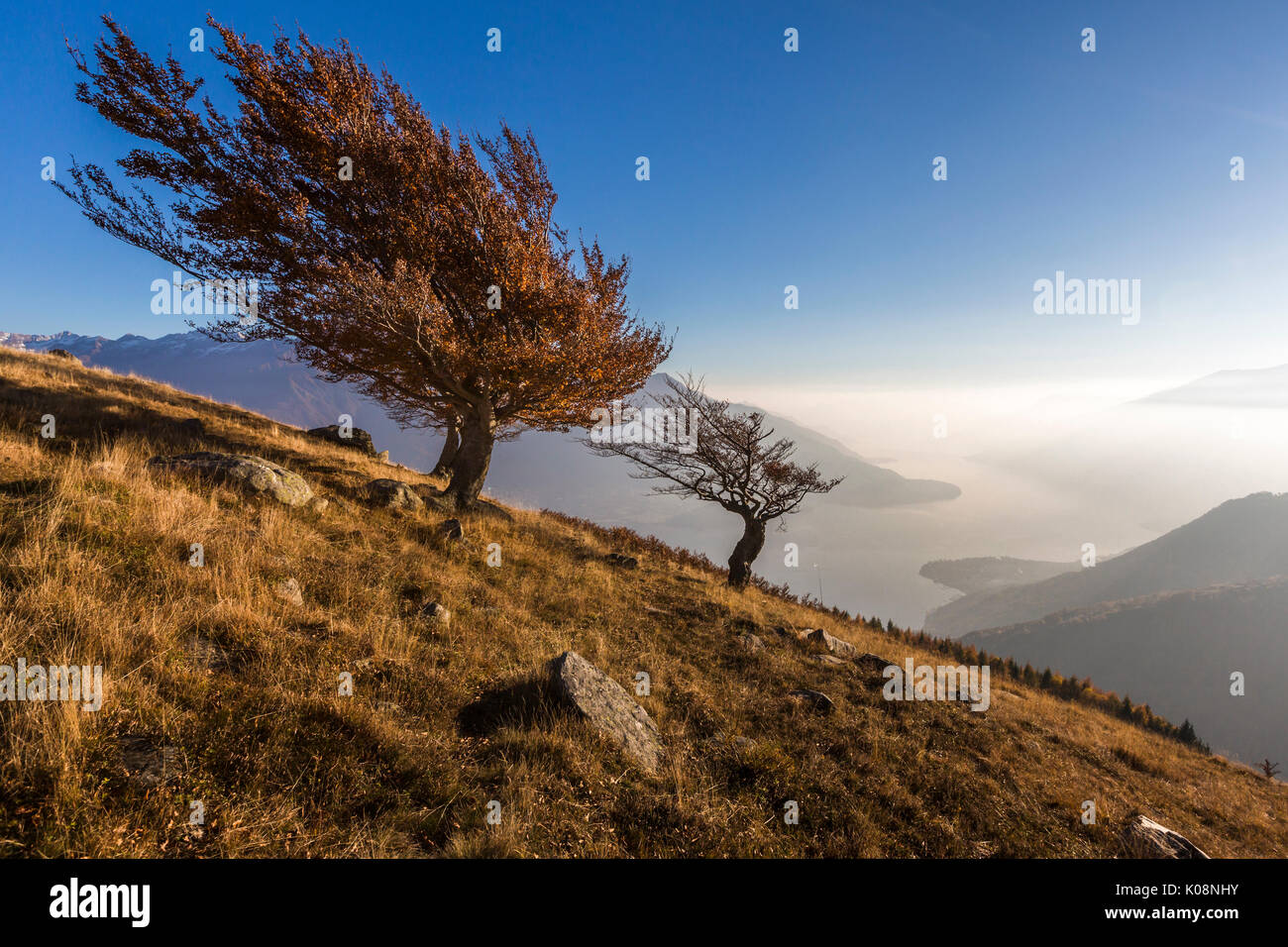 Beech trees with Lake Como on the background. Alto Lario, Como ...