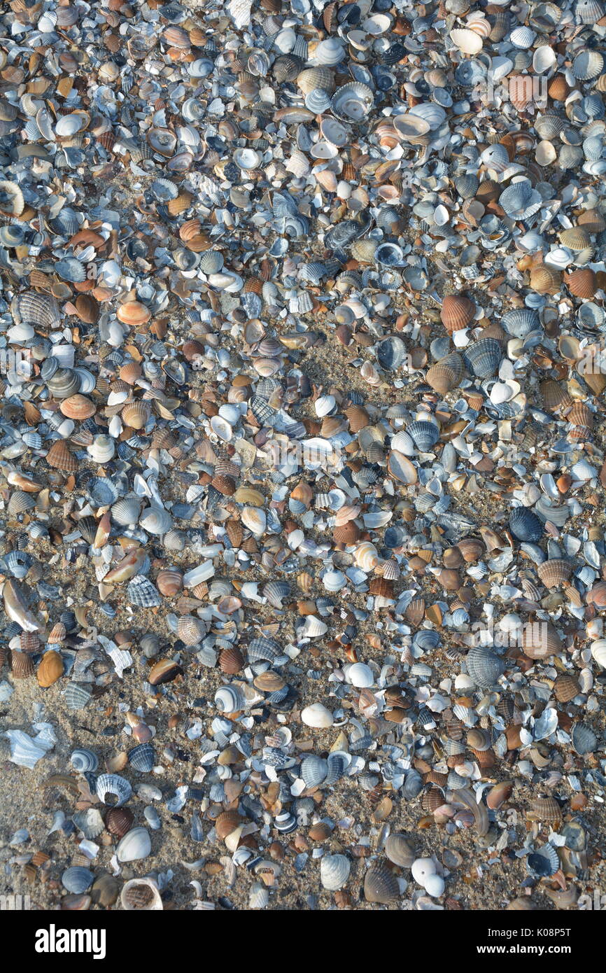Many shells on the sand beach Stock Photo - Alamy