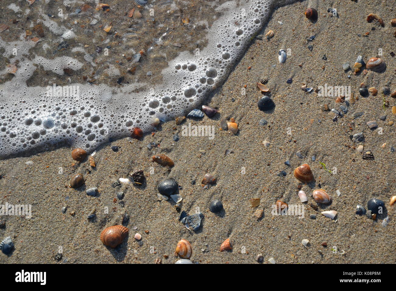 Wet shell hi-res stock photography and images - Alamy