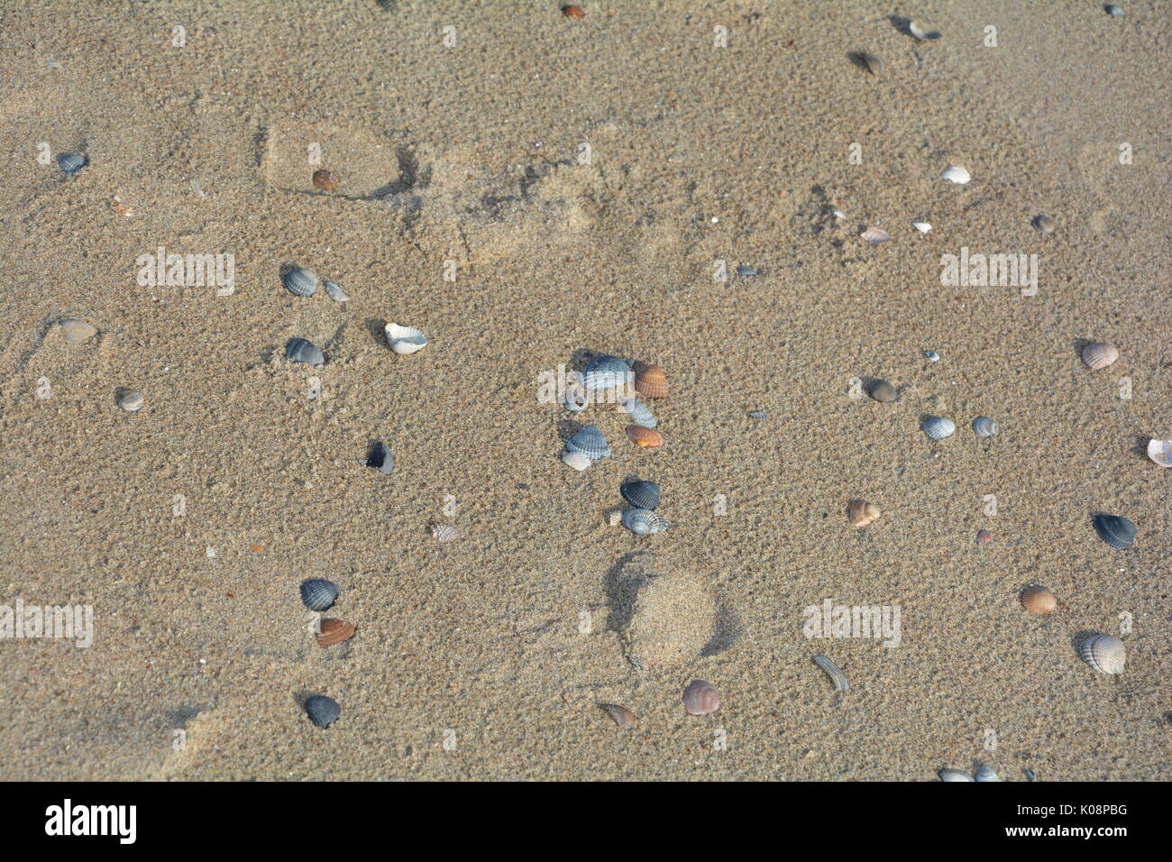 Wet sea shells hi-res stock photography and images - Alamy