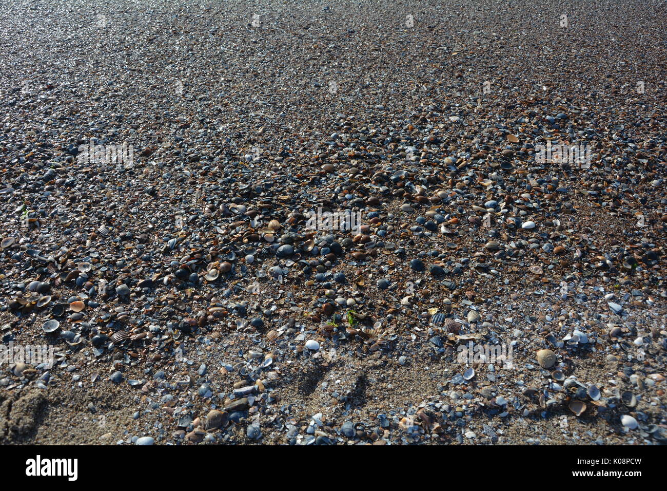 Many shells on the sand beach Stock Photo - Alamy