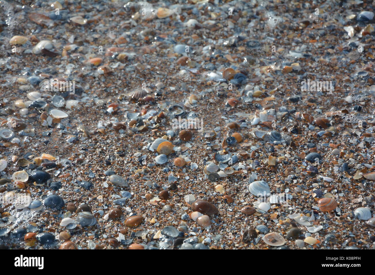 Many shells on the sand beach Stock Photo - Alamy