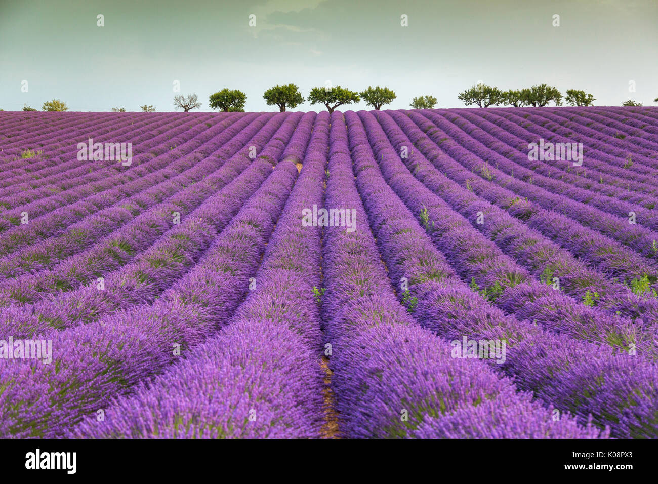 Lavender raws and trees. Plateau de Valensole, Alpes-de-Haute-Provence ...