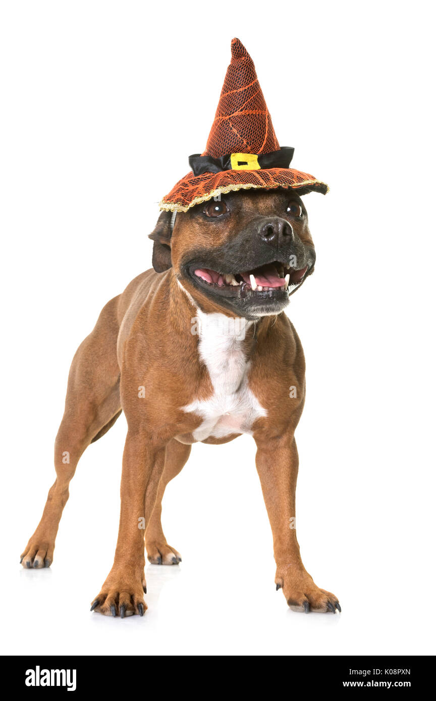 staffordshire bull terrier in front of white background Stock Photo - Alamy
