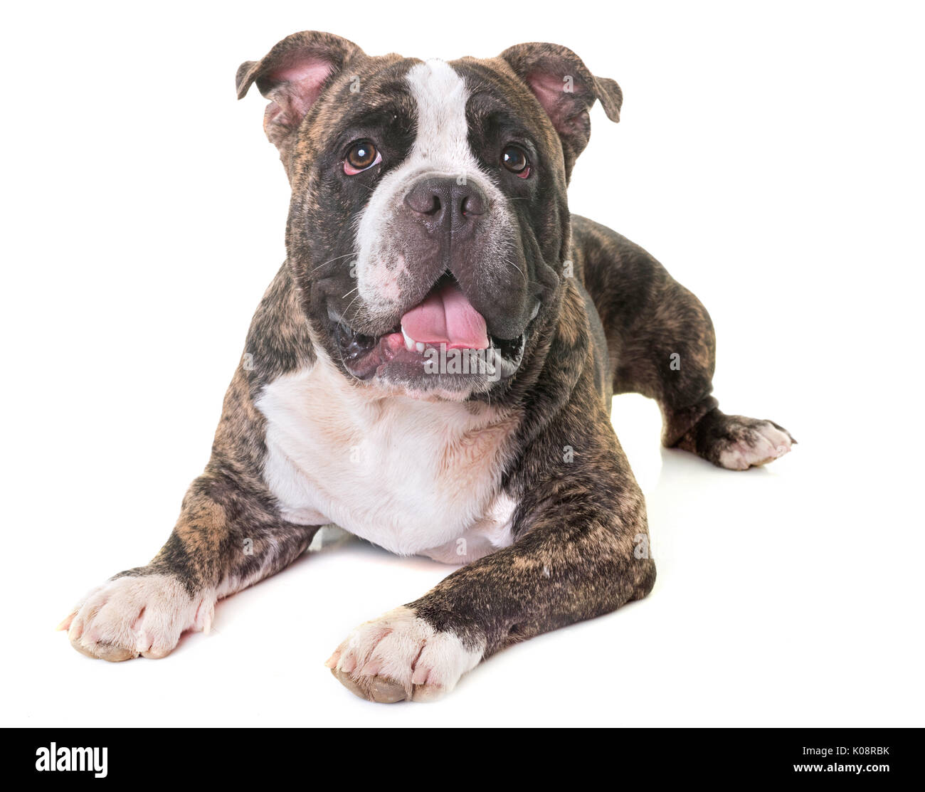 American bully dog male Cut Out Stock Images & Pictures - Alamy