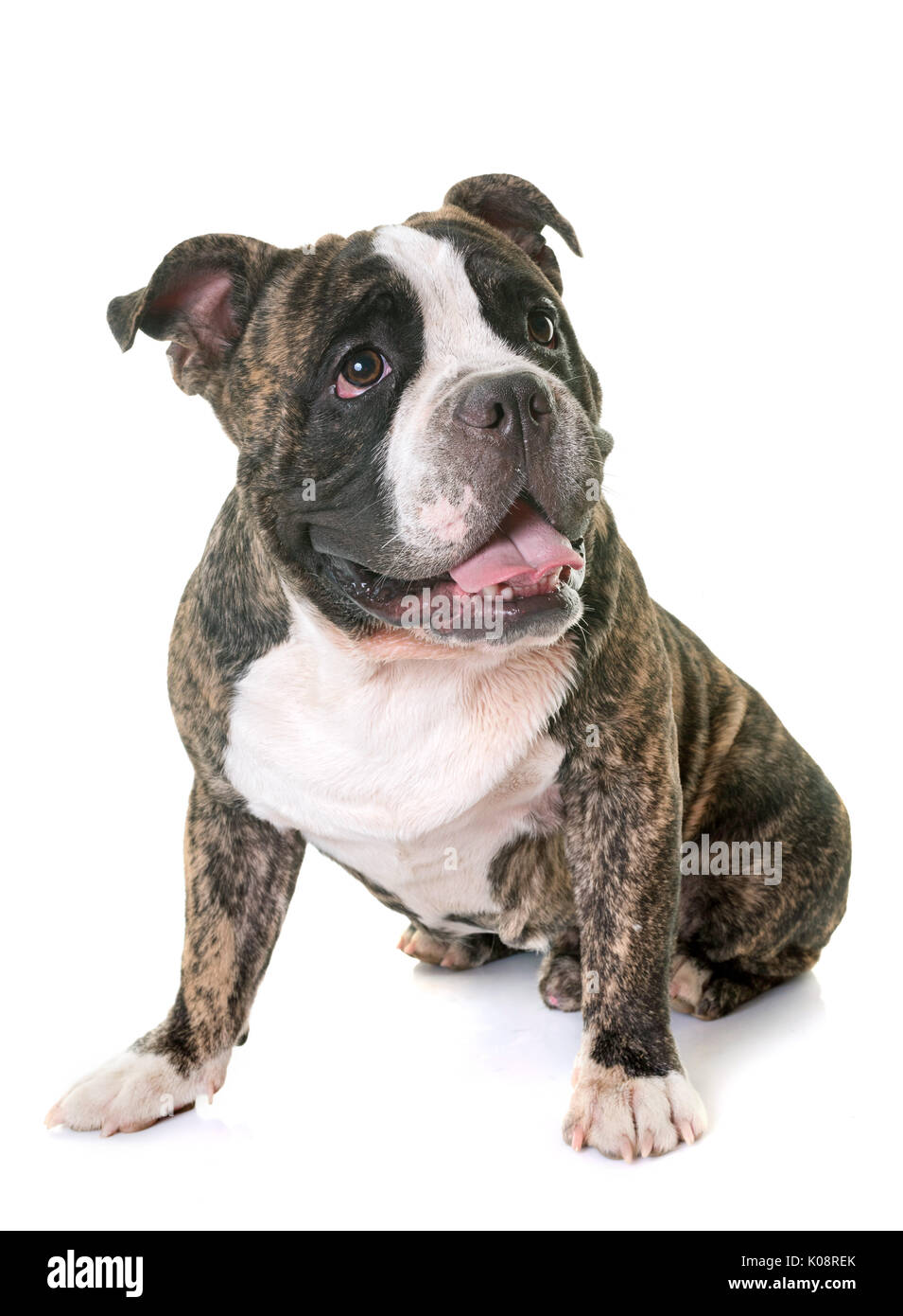 american bully in front of white background Stock Photo - Alamy