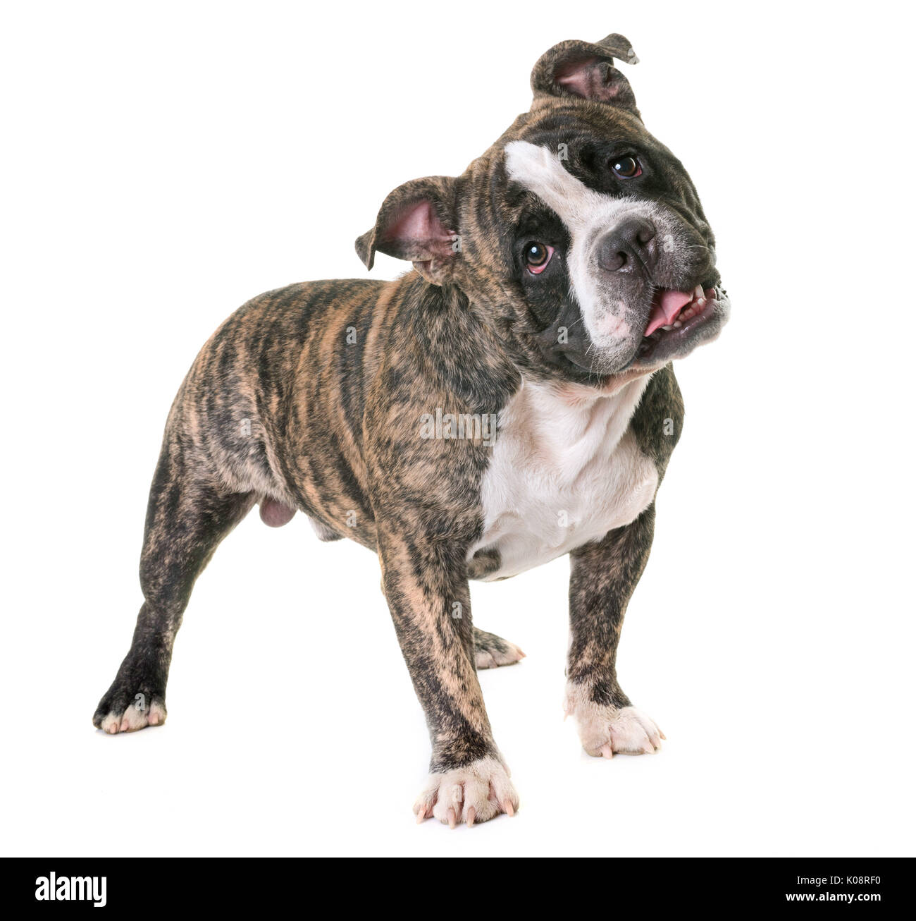 american bully in front of white background Stock Photo - Alamy
