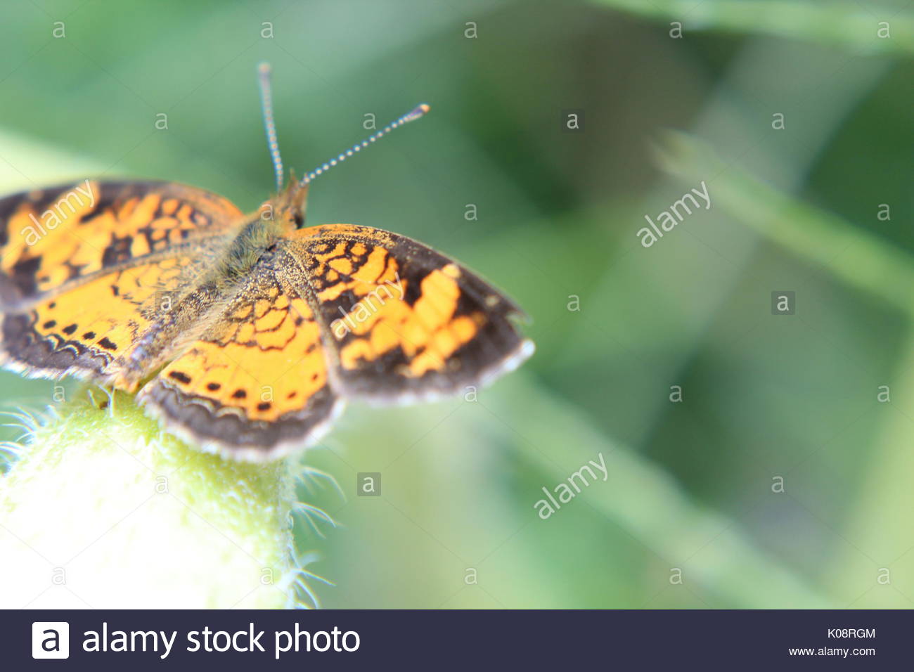 Tiny Butterfly High Resolution Stock Photography and Images - Alamy