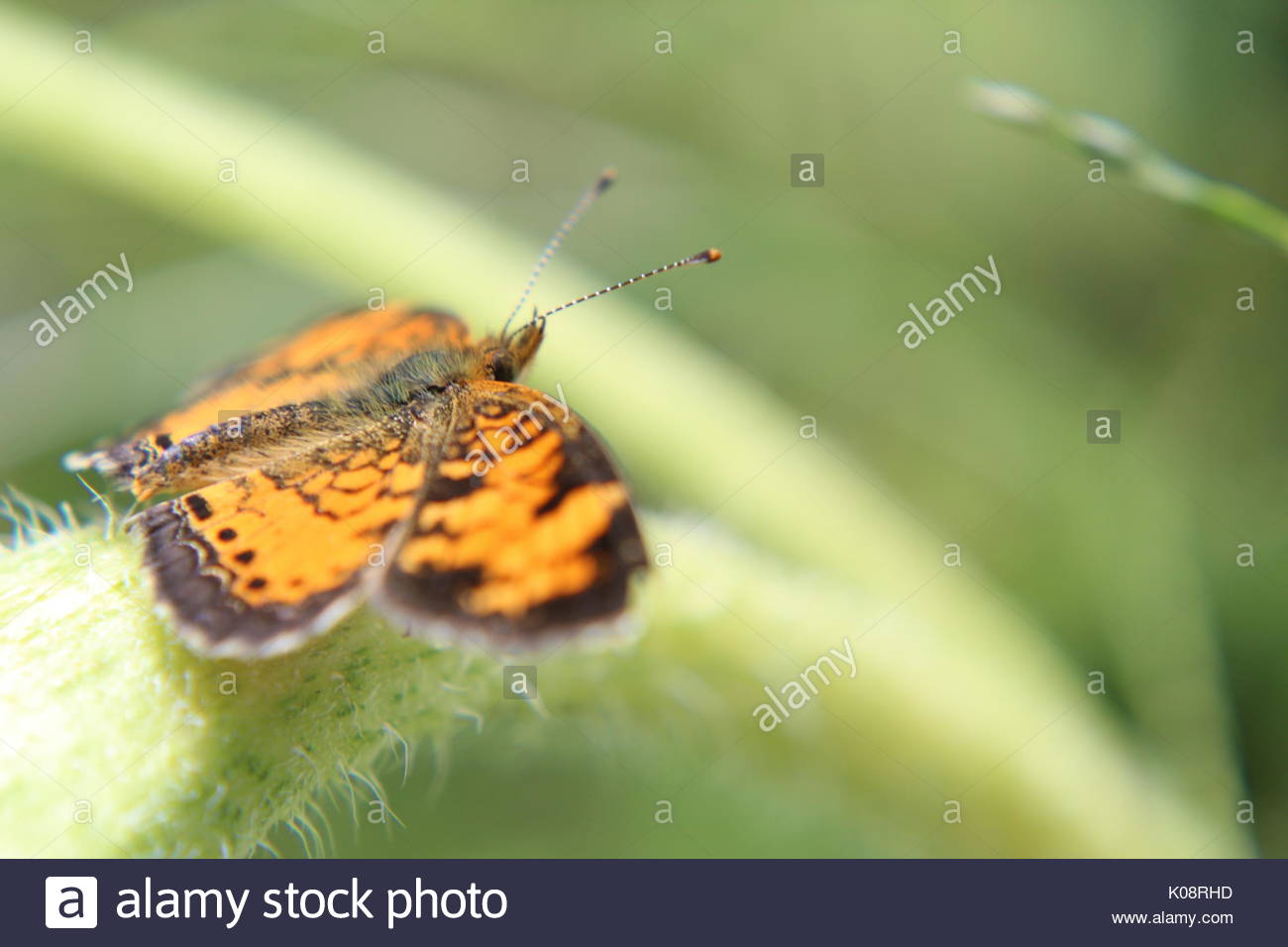 Tiny Butterfly High Resolution Stock Photography and Images - Alamy