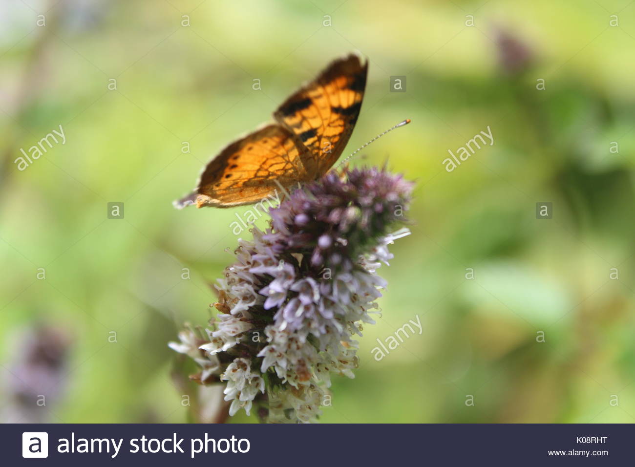 Tiny Butterfly High Resolution Stock Photography and Images - Alamy